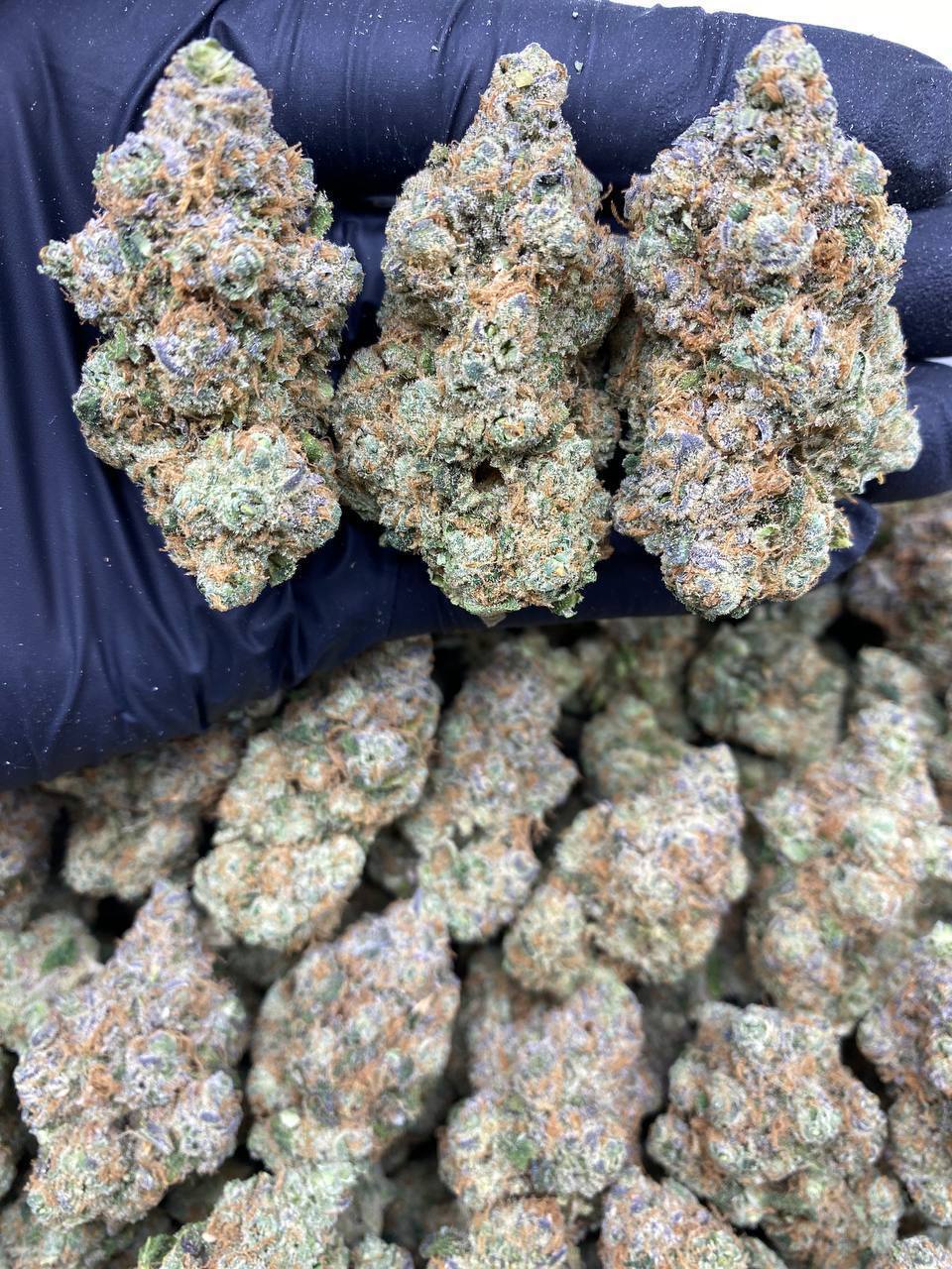 GMO - Pounds Club Menu